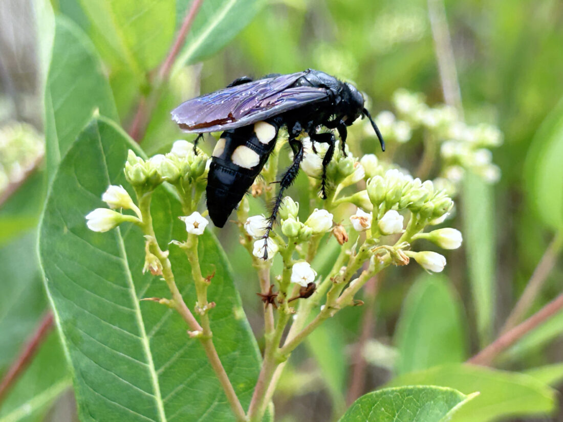 Floral Wonders: A closer look at Cape Henlopen State Park’s blooms ...